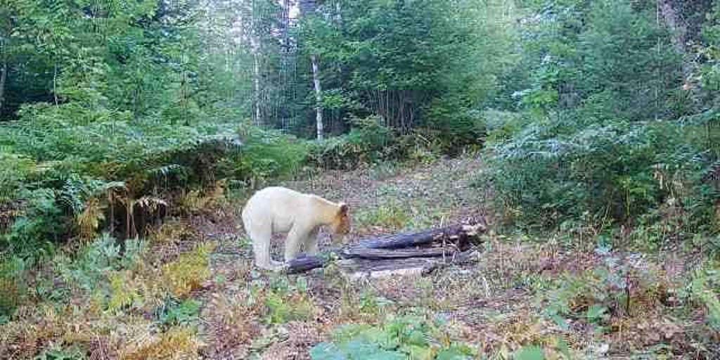 Rare white black bear caught on Michigan trail camera | Fox Weather
