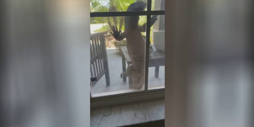 'It looks like Godzilla': Gigantic reptile crawls on window of Florida ...