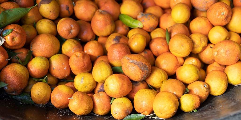 Ian could put squeeze on Florida's citrus crop if damage mimics ...