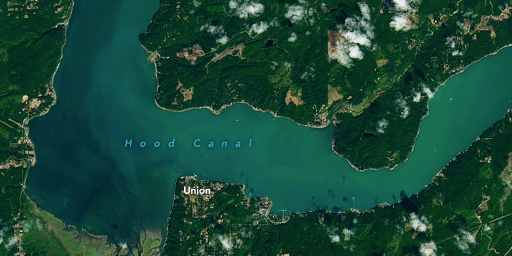 Algae bloom turns Washington inlet into Caribbean-shade of teal that's ...