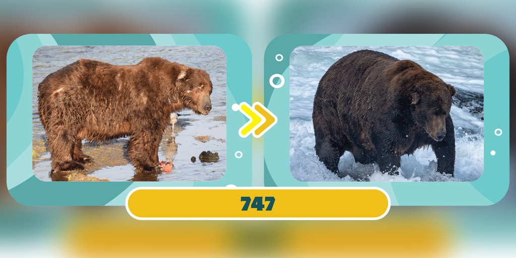 And the winner is: Here’s the Fat Bear Week 2022 chunky champion | Fox ...