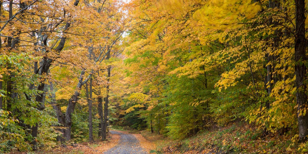 Fall driving warning: Wet leaves can be as slippery as ice | Fox Weather