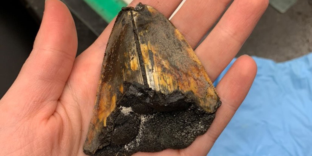 Deep-sea explorers unearth giant shark tooth likely millions of years ...