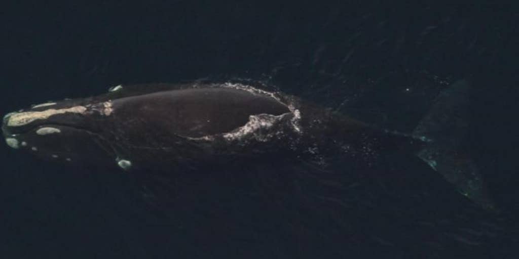 Dozens of sick and injured whales added to ongoing North Atlantic ...