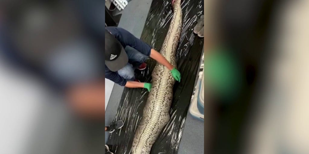 Shocking video: 5-foot alligator found inside Burmese python in Florida ... Shocking video: 5-foot alligator found inside Burmese python in Florida ...
