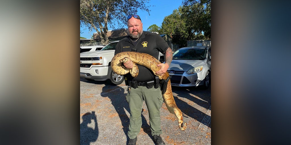 Deputy captures 75-pound boa constrictor in Florida neighborhood | Fox ...