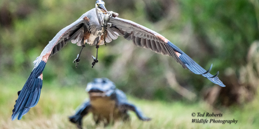 Florida photographer captures amazing shot of heron flying off with ...