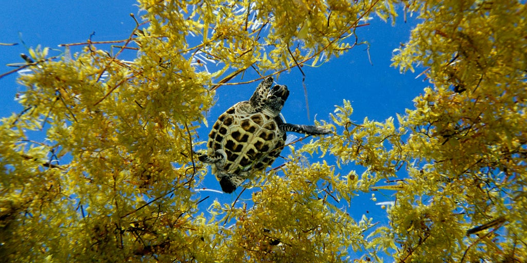 How Florida's sargassum seaweed blob may impact sea turtles during ...
