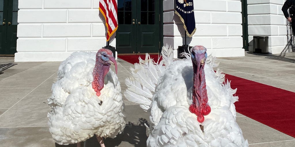 The history of turkey pardons and – for unpardoned turkeys – what to do ...