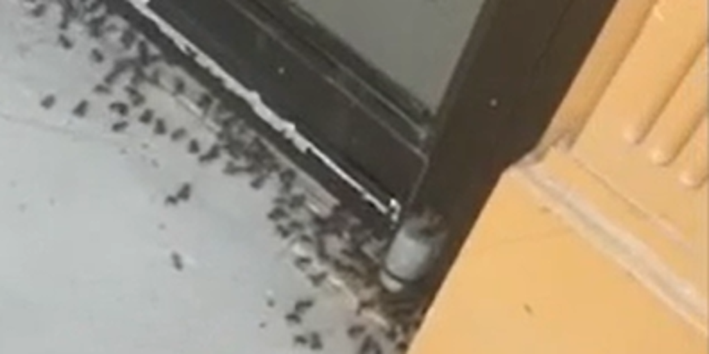 'Frogmaggedon' in Florida town after Hurricane Ian | Fox Weather