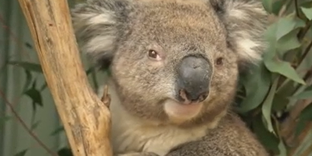 'Bucky' the lucky koala rescued from flood by kayaker | Fox Weather