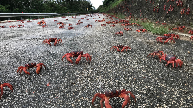 Millions of red crabs invade streets amid annual migration on Australia’s Christmas Island | Fox ...