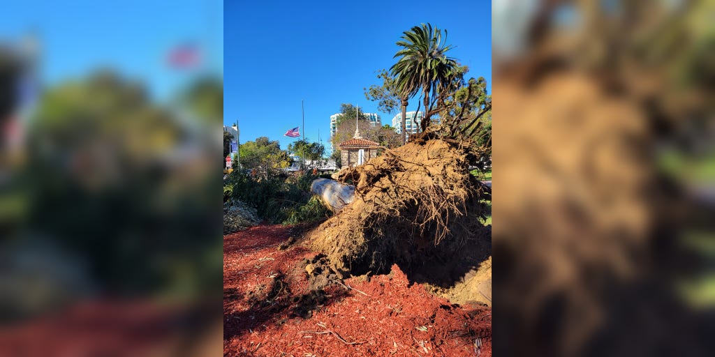 Intense Santa Ana winds topple 80-foot tree onto woman in California ...