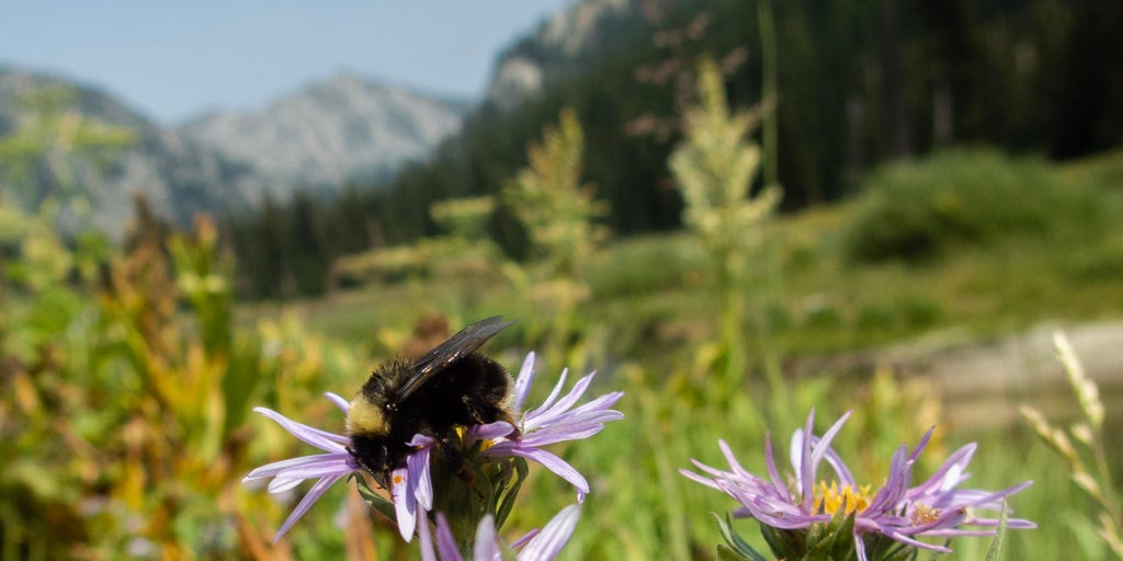 Where is the western bumblebee? The super-pollinator declined 57% in 2 ...