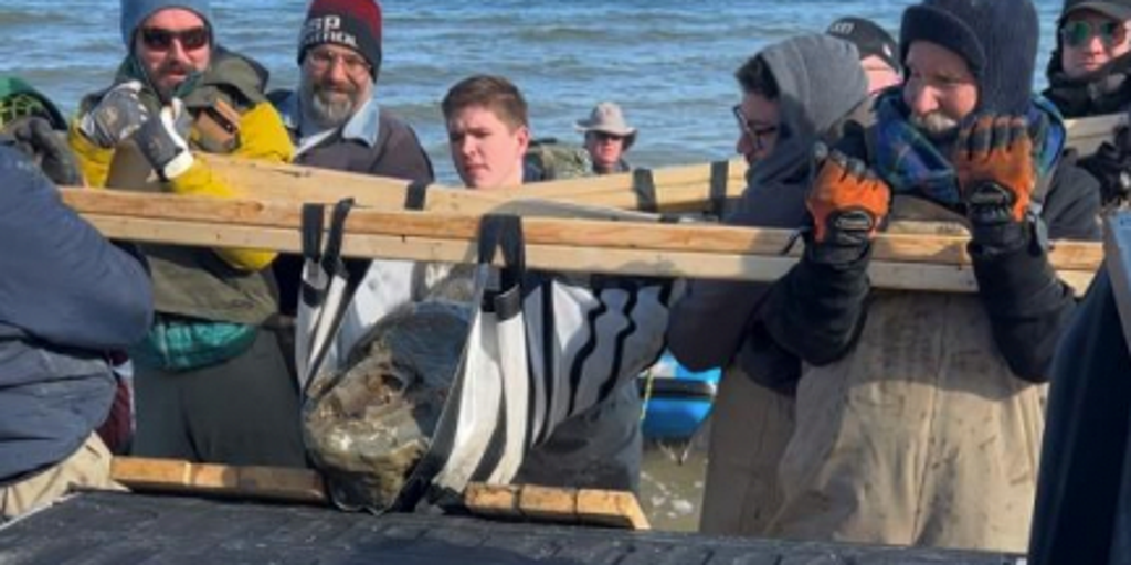 'Unusual' 650-pound fossil whale skull found in Maryland estimated to ...