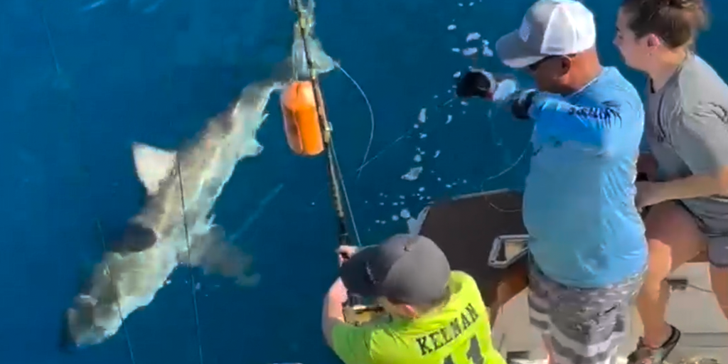 See the great white shark caught by 12-year-old boy in Florida | Fox ...