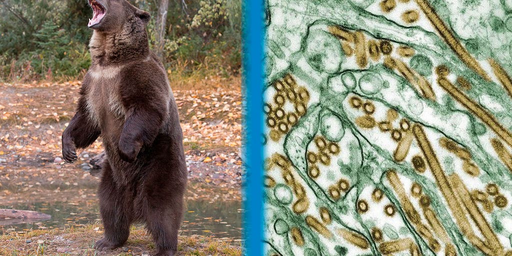 3 oddly-acting Montana grizzlies put down after contracting bird flu ...