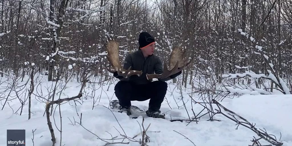 Watch Man Captures Rare Moment As Moose Sheds Antlers In Forest Fox