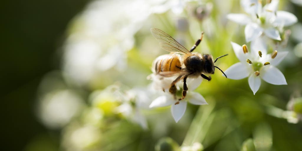 Where do bees go in the winter? | Fox Weather