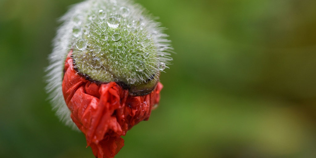 Is spring coming early? NOAA predicts lingering La Nina to impact ...
