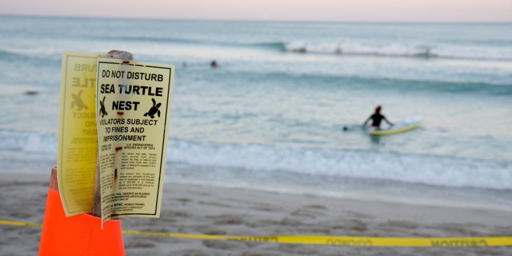 Florida’s sea turtle season begins but some nests already dot the ...