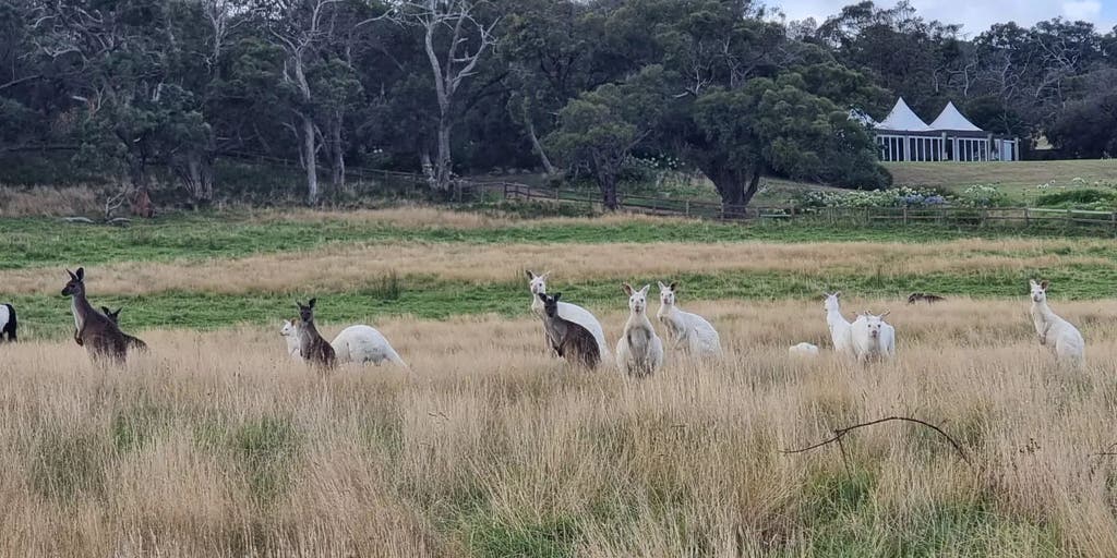 Extremely rare white kangaroos spotted at Australian wildlife sanctuary ...