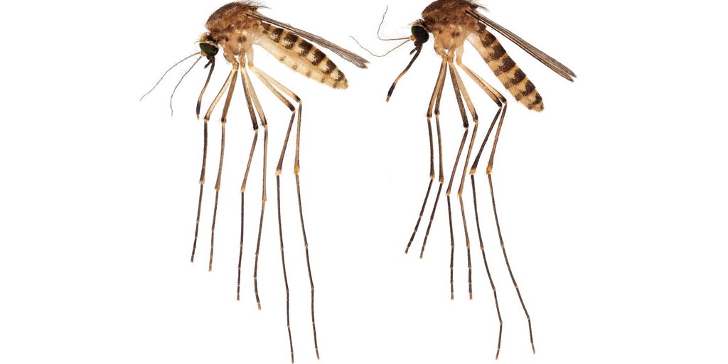 New invasive mosquito species spreading in Florida | Fox Weather