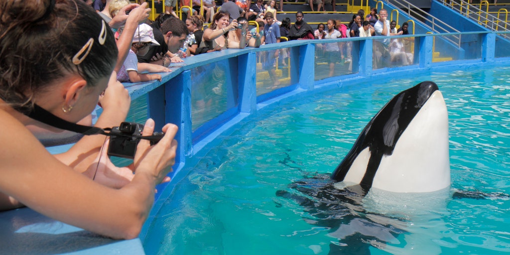 Killer whale taken from wild, sent to live in Miami aquarium to be ...