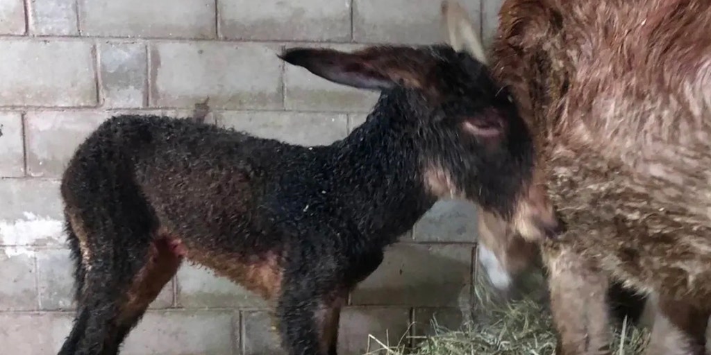 Rare twin donkeys born at Minnesota farm | Fox Weather