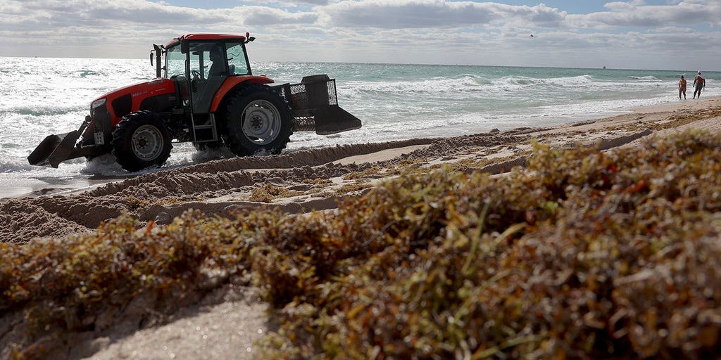 Massive seaweed bloom starts washing ashore on Florida beaches | Fox ...