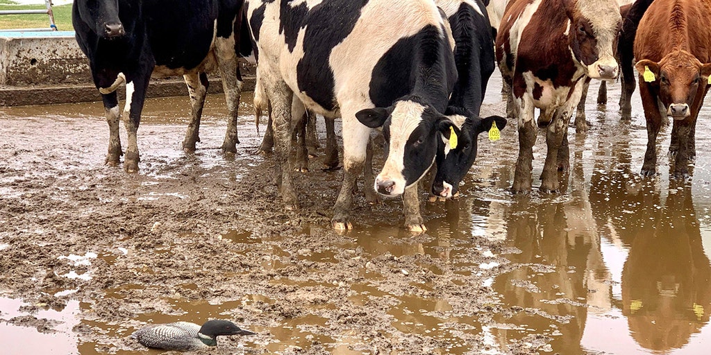 'Loon fallout': Strange weather phenomenon causes birds to fall from ...