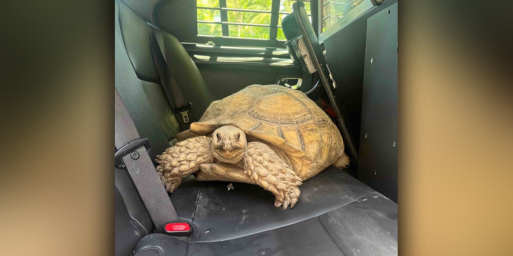 Pet tortoise found strolling through Florida Keys neighborhood reunited ...