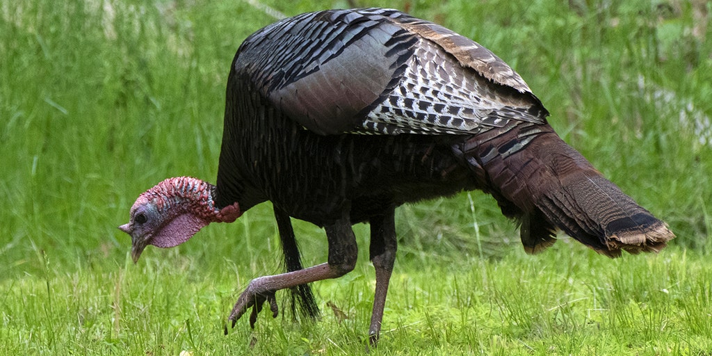 'Intimidating' turkeys pester residents near Boston. There's a reason ...