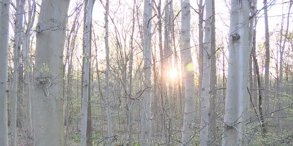 Highly invasive disease threatening trees all across New Jersey and ...