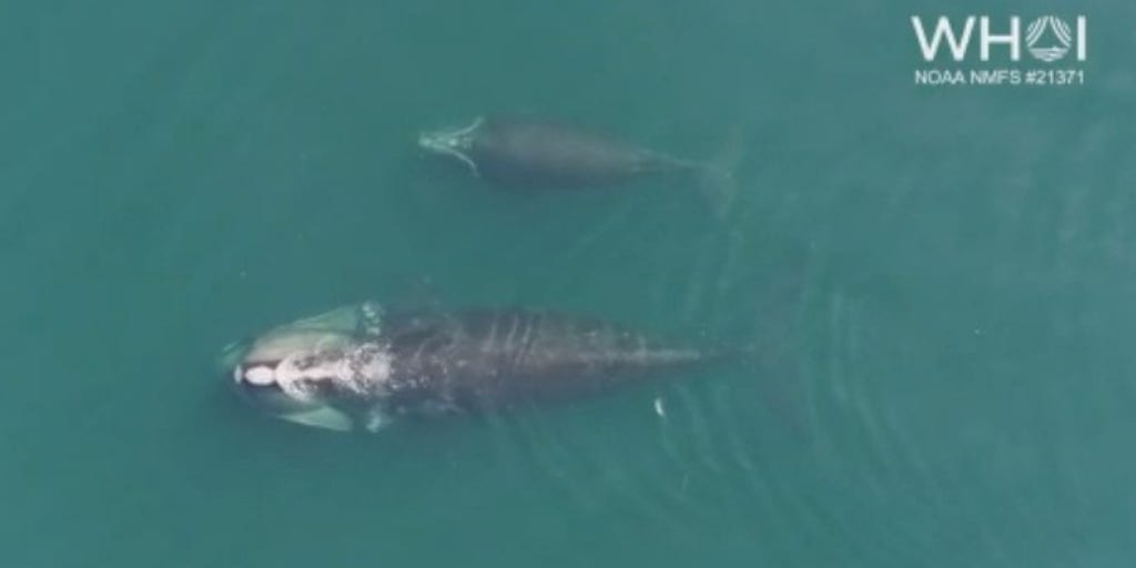 Rare sight: Endangered whale swimming with calf near Cape Cod | Fox Weather