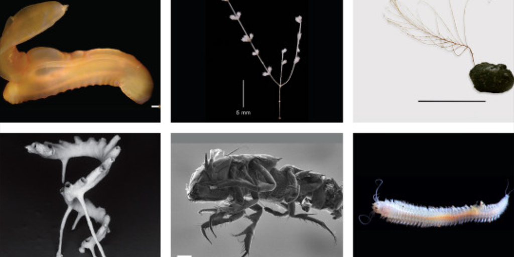 See some of the 5,000 new species found in planned mining zone of the ...