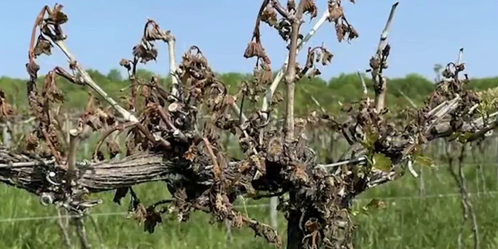 Farms, crops in the Northeast hit hard by below-freezing temperatures ...