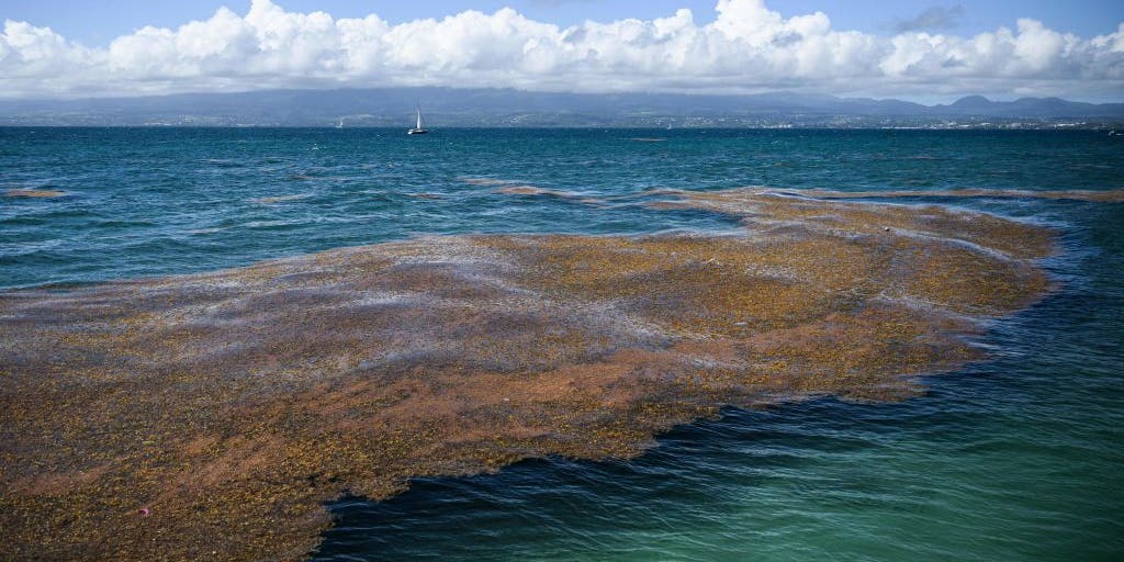 Historical sargassum seaweed events could provide clues on current lobs ...