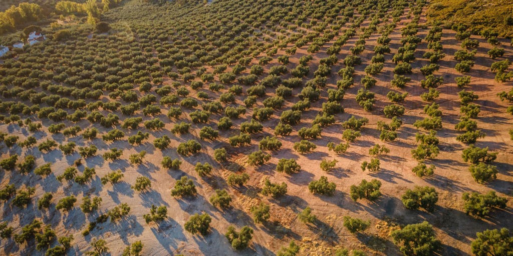 Spain’s drought-plagued olive oil crops seen from space | Fox Weather