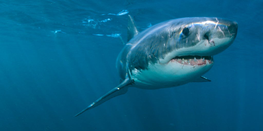 Shark bites off American tourist’s leg in Turks and Caicos | Fox Weather