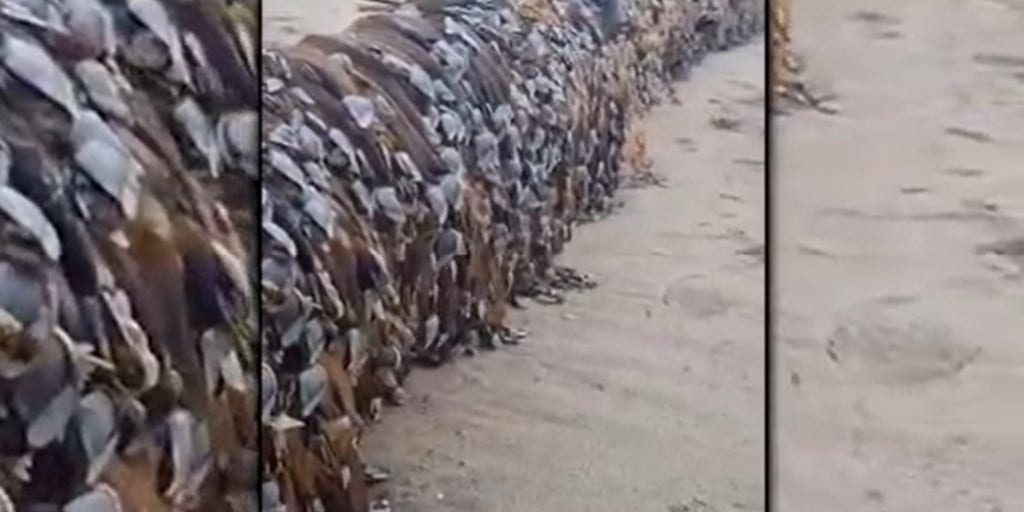 See the 'alien log' covered in unusual sea creatures that's capturing ...