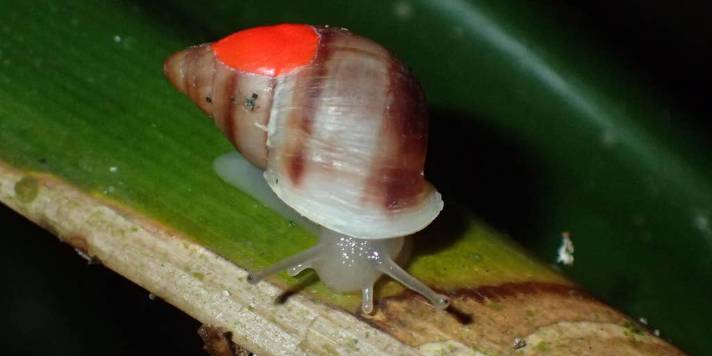 'Extinct' tropical snails reintroduced to Tahiti, Moorea in French ...