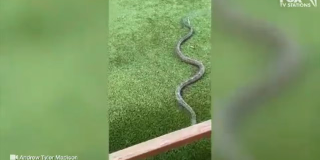 Snake slithers onto man's lap at Texas restaurant | Fox Weather