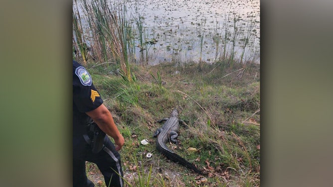 Florida alligator strolls up outside Publix to 'pick up a Pub Sub ...