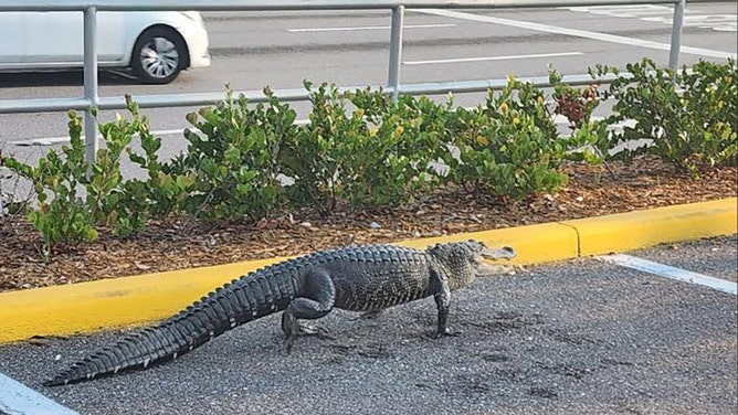 Florida alligator strolls up outside Publix to 'pick up a Pub Sub ...