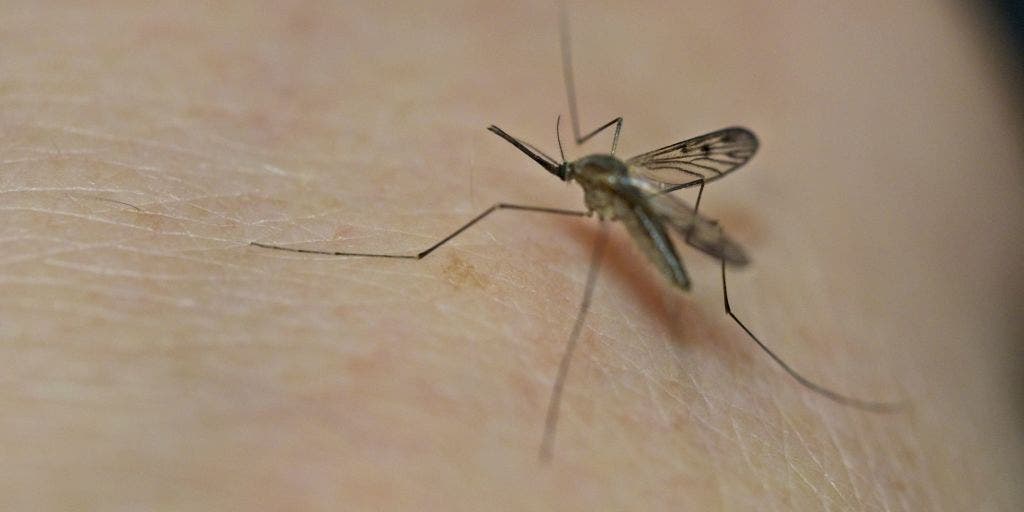 Risk of mosquito-borne diseases including West Nile virus increasing across Europe, health ...