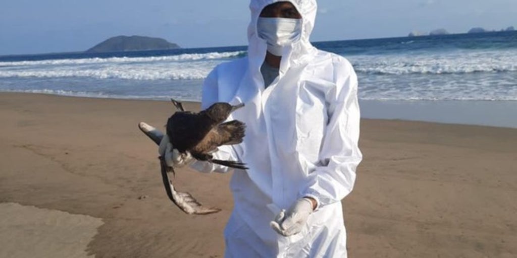 El Nino blamed for rash of bird deaths along Mexico's Pacific coast ...