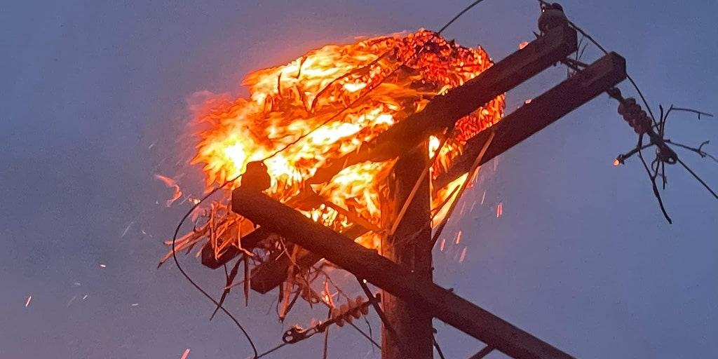 'Mama bird frantically circled overhead' as nest burns atop Utah power ...