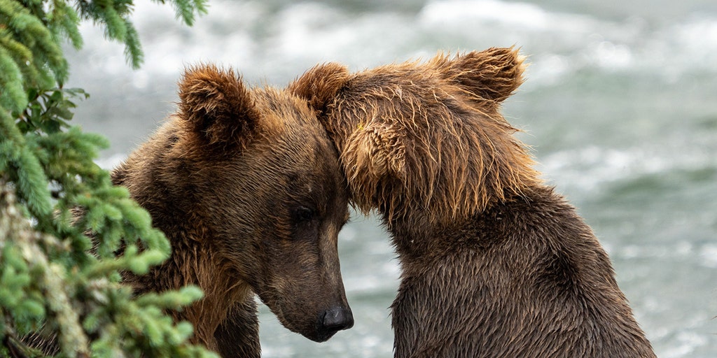 Heartwarming photo shows adorable bond between Alaskan bear and her ...
