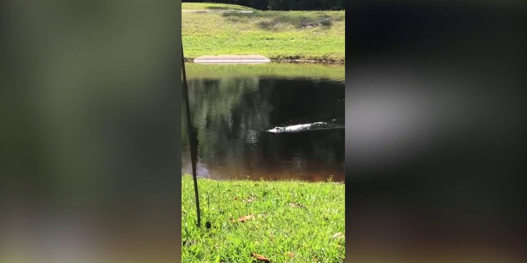 Watch: Epic battle in Florida between alligator and snake in couple's ...